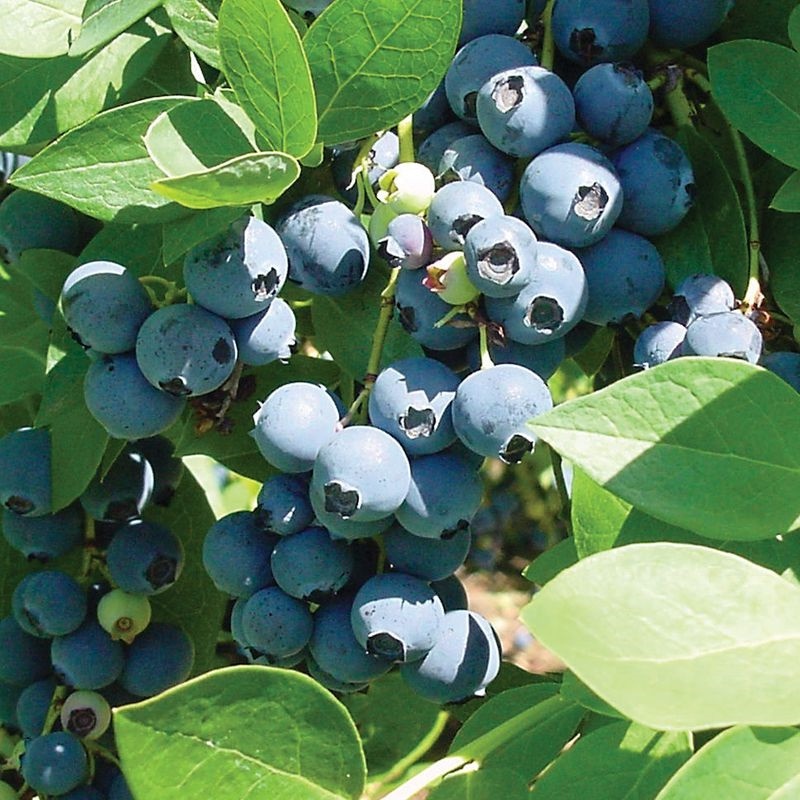 TIADA COD Pokok Blueberry Sharp Blue Sedang Berbuah | Shopee Malaysia