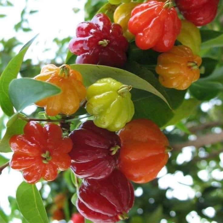 TIADA COD Anak Pokok Surinam Cherry/Cermai Belanda | Shopee Malaysia