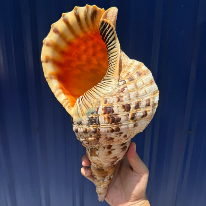 35.5CM NATURAL 🌊🐚 large Triton’s Trumpet Seashell clam collector sea ...