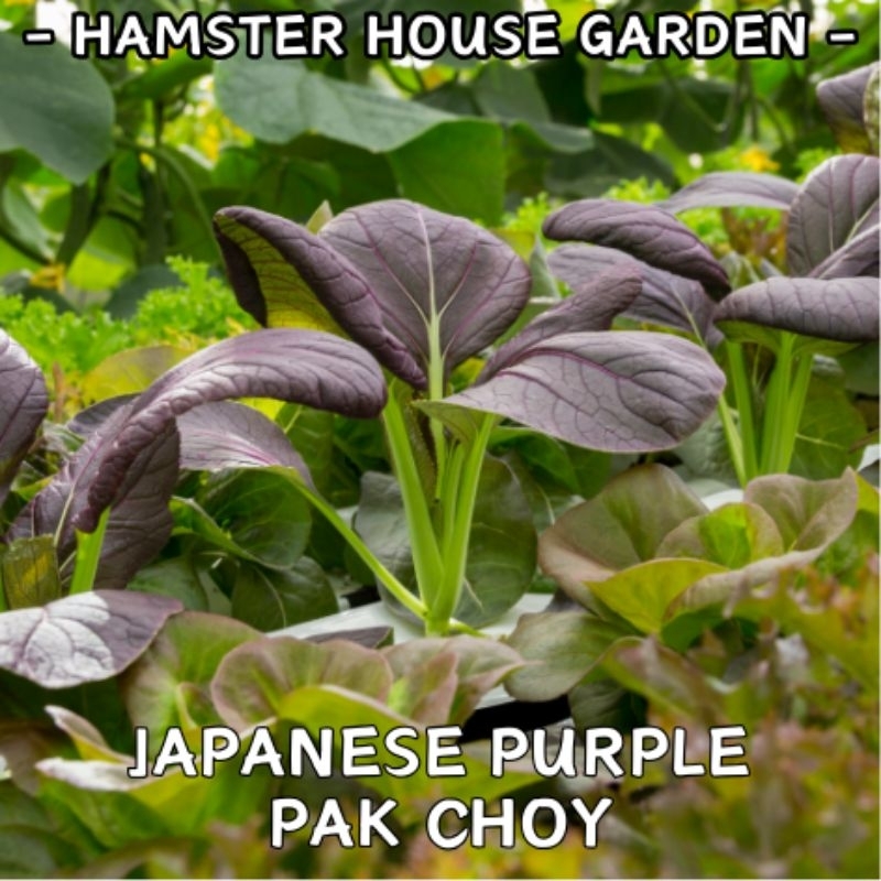 HSK [100pc] PURPLE PAK CHOY F1 JAPANESE SEED / SAWI JEPUN UNGU / BIJI ...