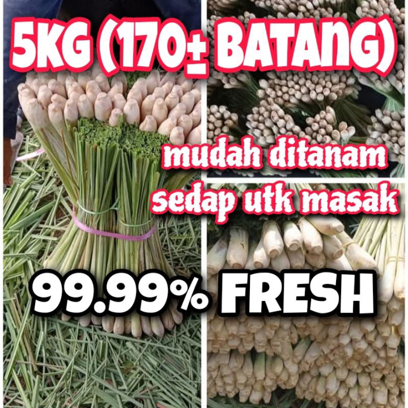 BENIH SERAI KAMPUNG 170± BATANG DIJAMIN FRESH 100% / lemongrass ...