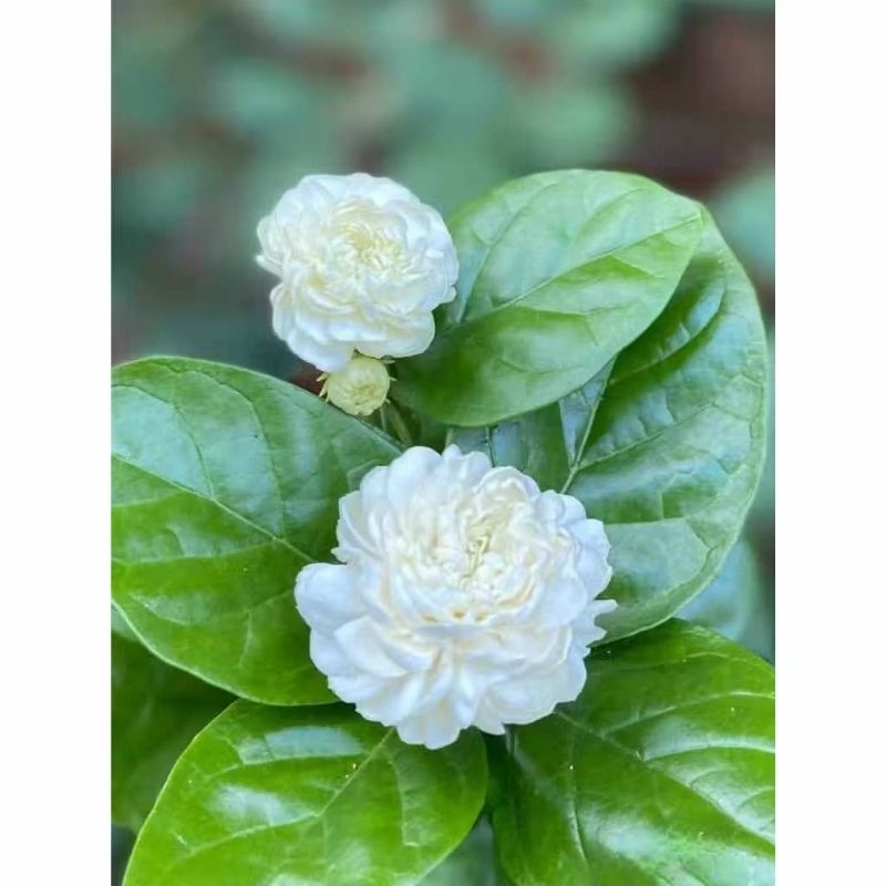 Pokok Bunga melur / jasminum banyak lapis / pokok hidup/ tahan panas ...