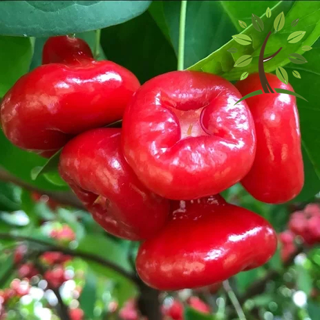 Berjaya Plant Nursery - Pokok Jambu Cili/Jambu Bertih(Pokok Buah Hidup ...