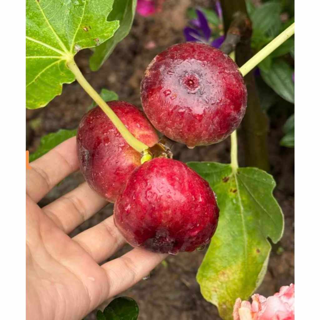 Fig Tree Ficus Carica Pokok Buah Tin | Shopee Malaysia