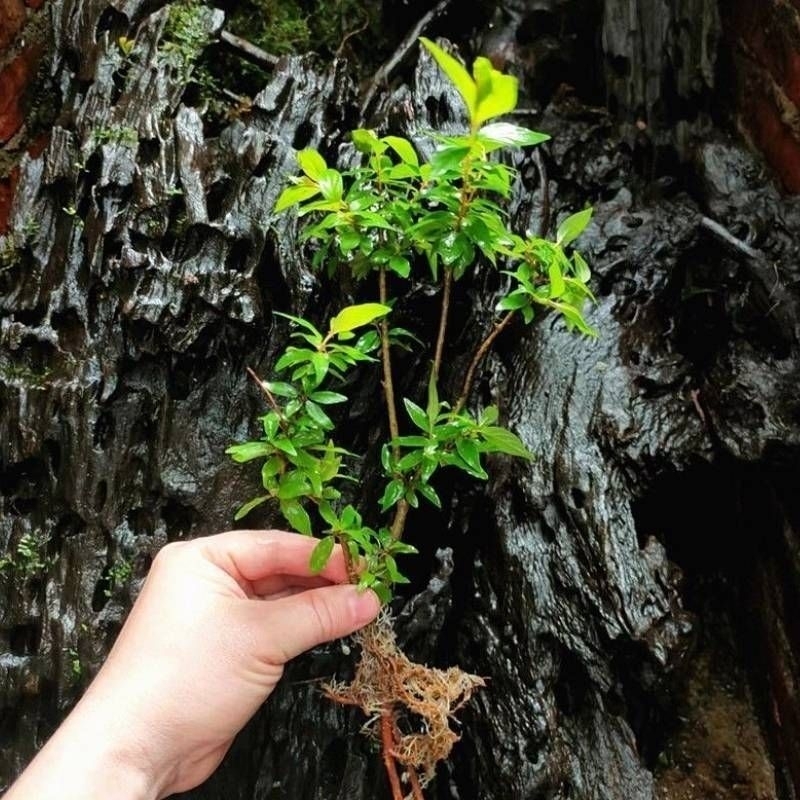 Adina Rubella Hance - Paludarium / Aquarium / Vivarium / Shallow Tank ...