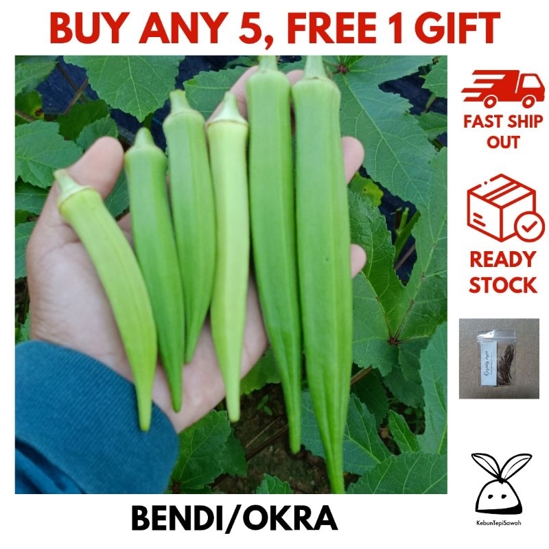 Benih bendi hijau /okra / seeds | Shopee Malaysia