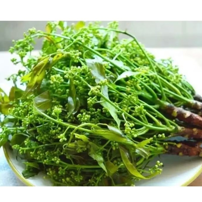 Live Plant Margosa with potต้นสะเดามันส่งพร้อมกระถาง | Shopee Malaysia
