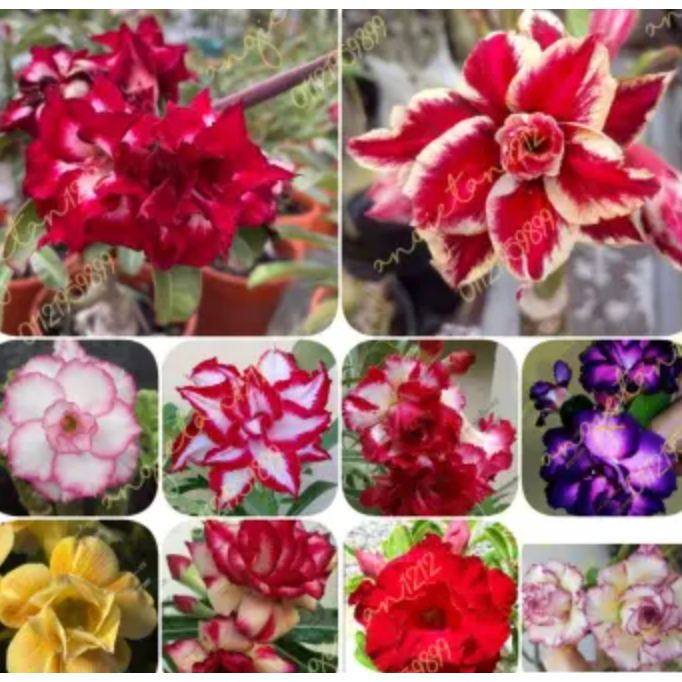 5 Biji Benih Bunga Kemboja Benih Taiwan Desert Rose Seed Fresh Seed ...