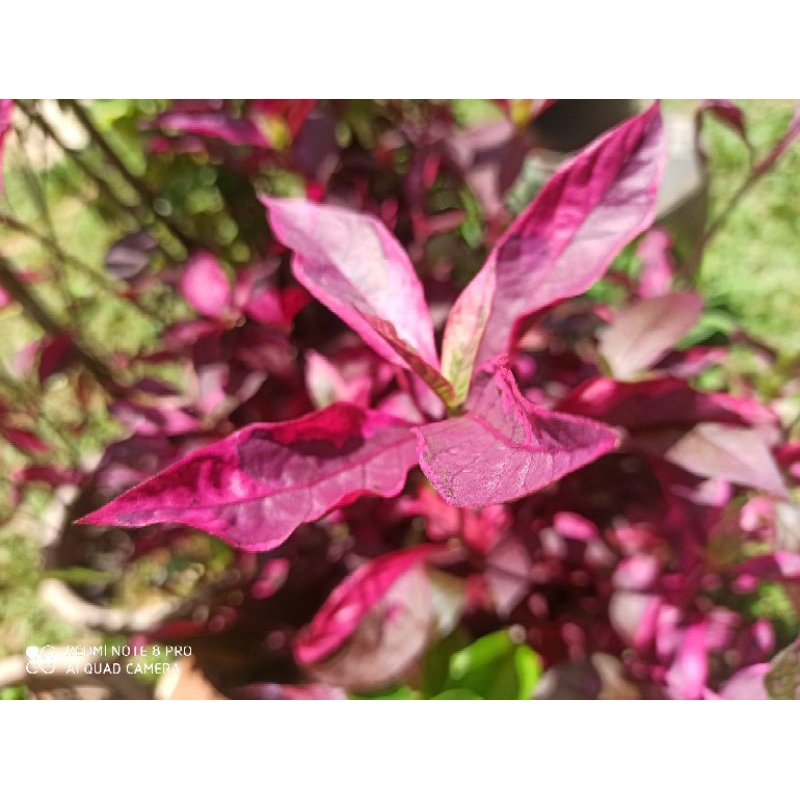 20 keratan batang Pokok Bunga Pagar merah. | Shopee Malaysia