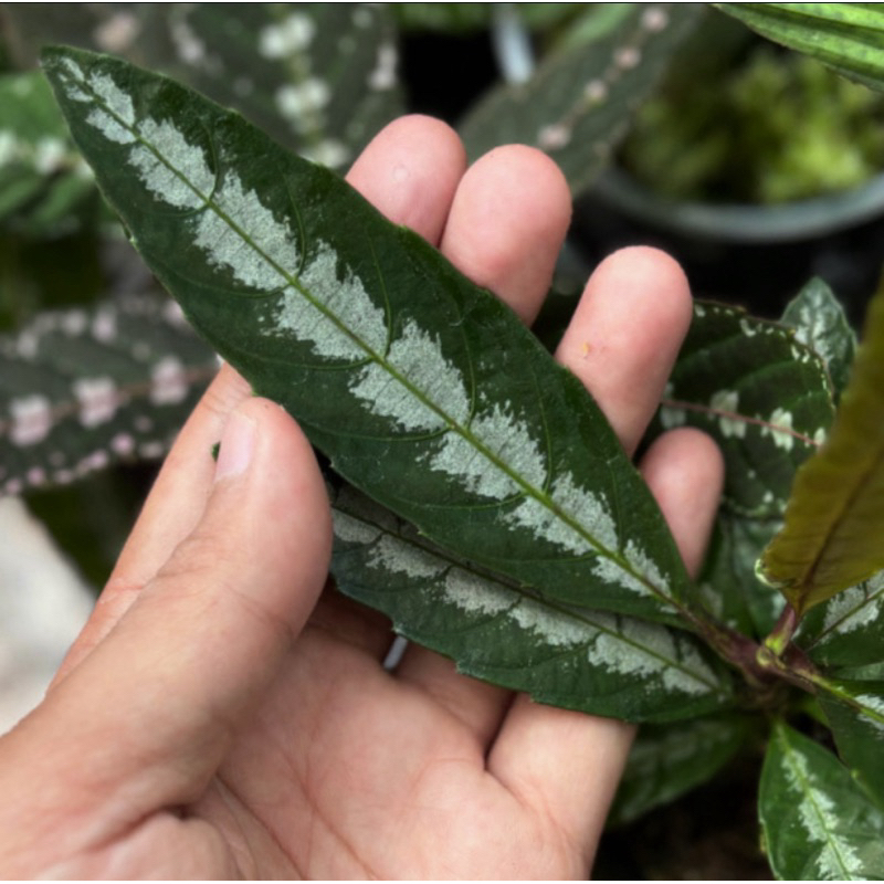🌿Leea Sp Asmat （rare plant) | Shopee Malaysia
