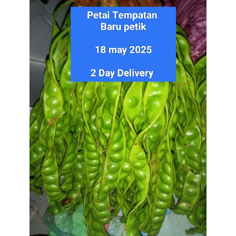 petai tempatan & jering muda perak 500g/1kg | Shopee Malaysia