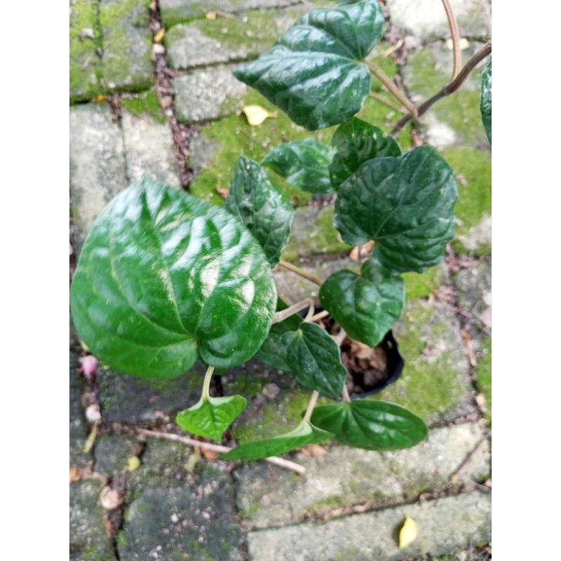 anak pokok sireh lumut | Shopee Malaysia