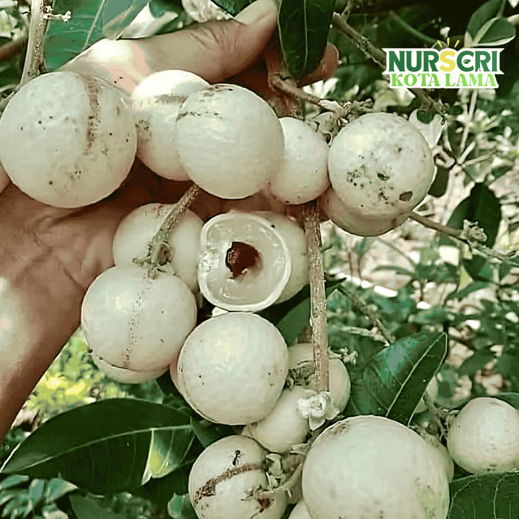 🔥RARE🔥 POKOK LONGAN LADA HITAM HYBRID / Mata Kucing Lada Hitam / Dragon ...