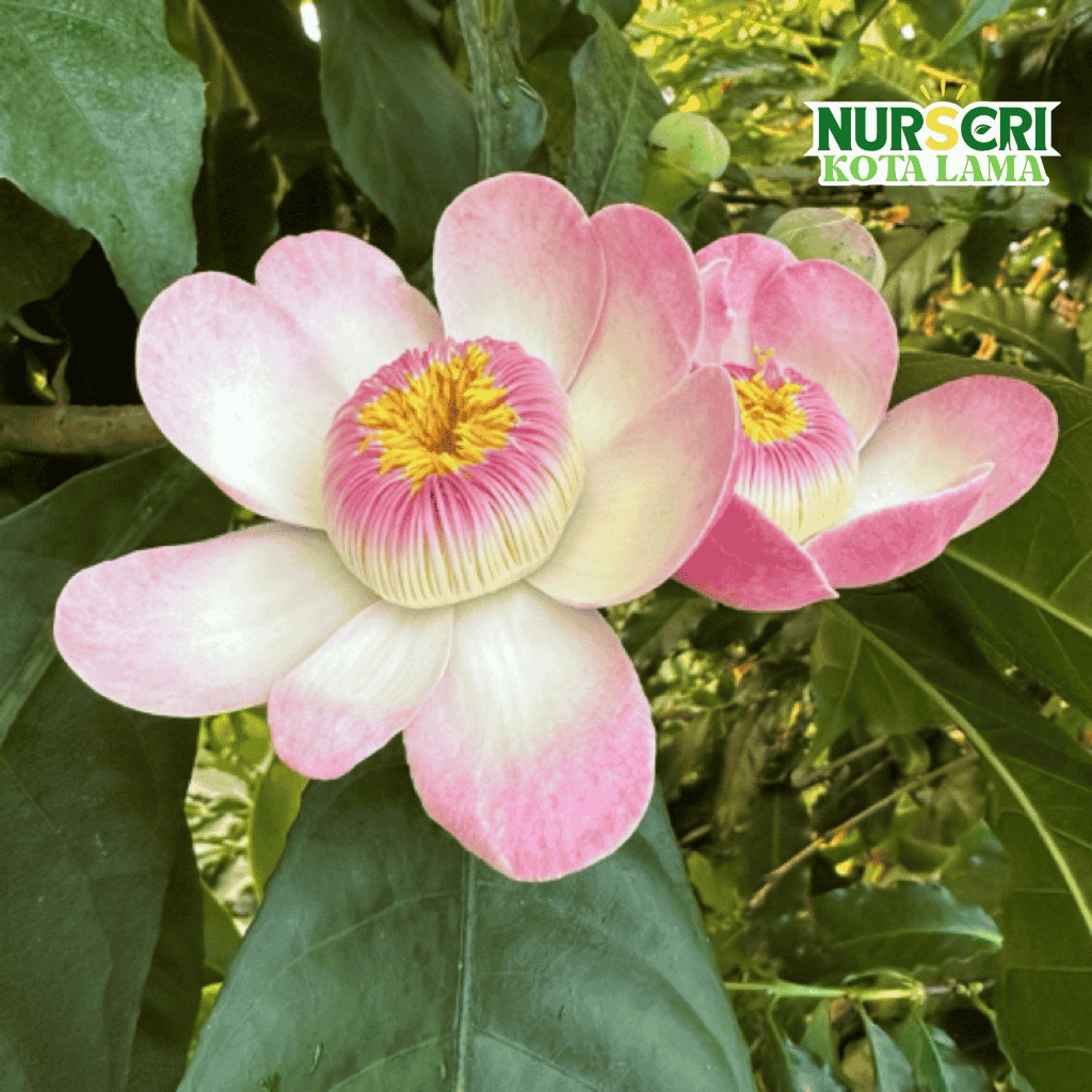 🔥RARE🔥 HEAVEN LOTUS TREE (WANGI) / Sachamango / Stinkwood / Gustavia ...