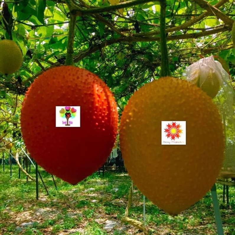 Fresh GAC FRUITS buah dari syurga木鱉天堂果新鲜果 | Shopee Malaysia