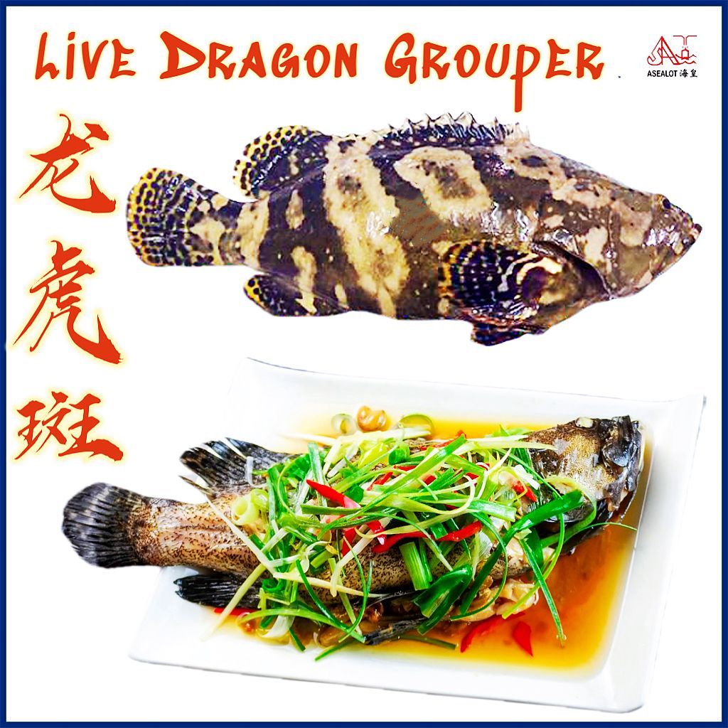 LIVE DRAGON GROUPER | 龙虎斑 | Shopee Malaysia