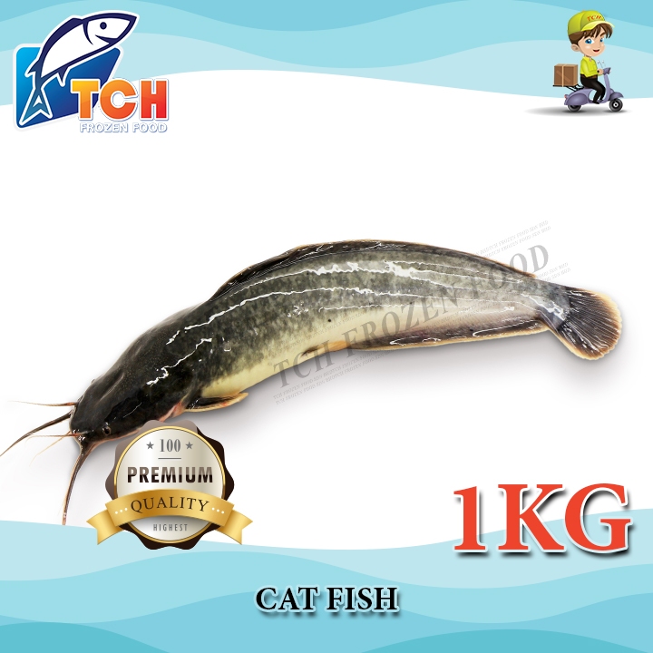 IKAN KELI, CAT FISH, TCH FROZEN FOOD, FRESH FROZEN SEAFOOD, WHOLESALE ...