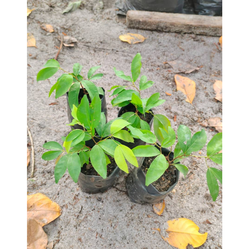 POKOK KATAK PURU @ NAM NAM 🌿 | Shopee Malaysia