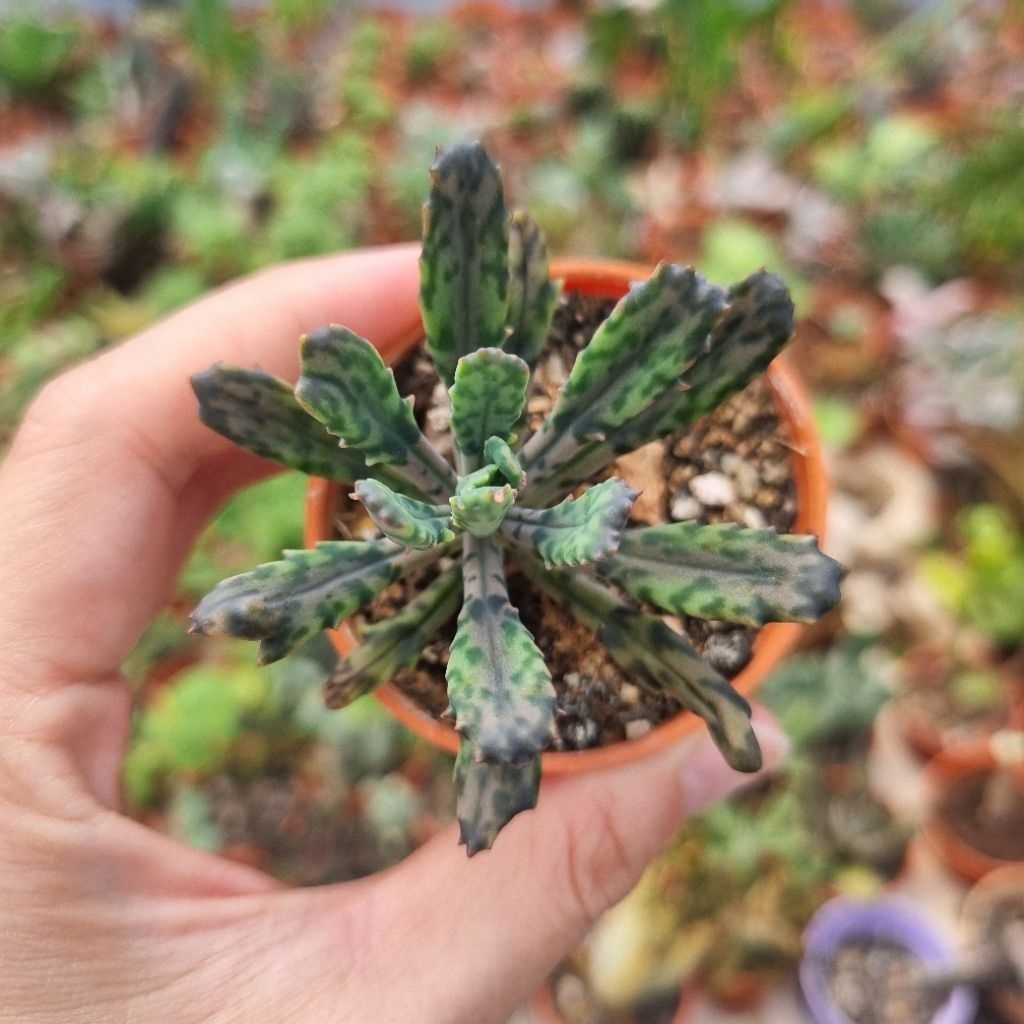 Live succulent plant (pot size 5cm) ready stock 多肉植物 变异不死鸟 | Shopee ...