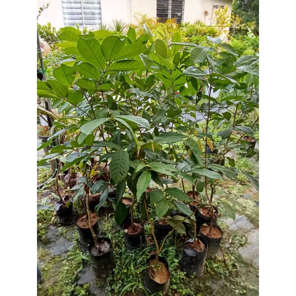 POKOK RAMBUTAN ANAK SEKOLAH | Shopee Malaysia