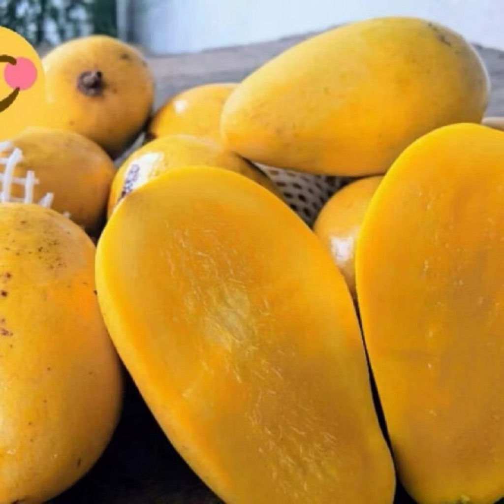 MANGGA CHOKANAN MANGGA PULUT PAUH CHE ANA MANGGA EMBUN PAGI MANIS SEDAP ...