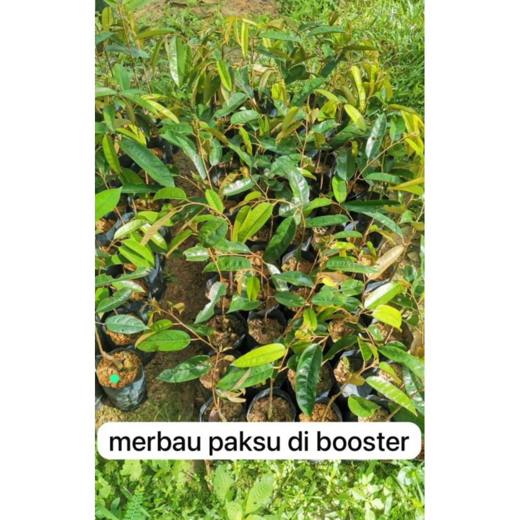 Durian Merbau Poksu Pokok Durian Premium(Pokok Kawin) | Shopee Malaysia