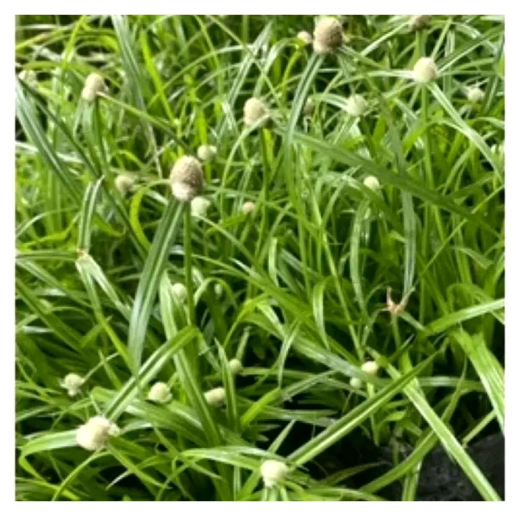 Pokok helikopter/pendul/parvo( rumput kucing) 500g | Shopee Malaysia