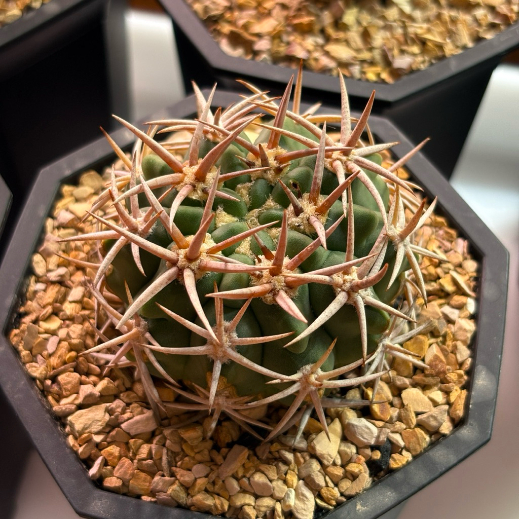 Cactus – Green Jade Rock | 碧玉岩仙人球 | Kaktus Jed Hijau Batu | Agave ...