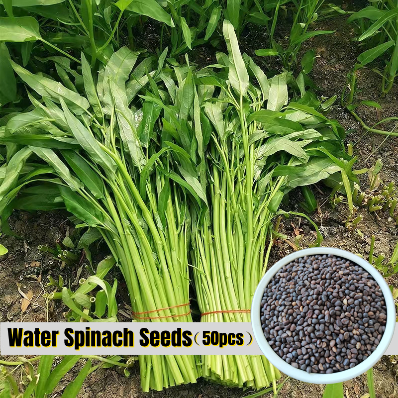 Biji kangkung air -120 seeds Hollow Rapeseed 空心菜种子 Water spinach seeds ...
