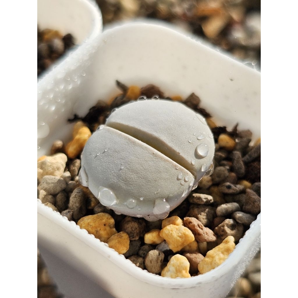 Lithops white Pseudotruncatella lithops single piece (白曲) 白色屁屁生石花/多肉植物 ...
