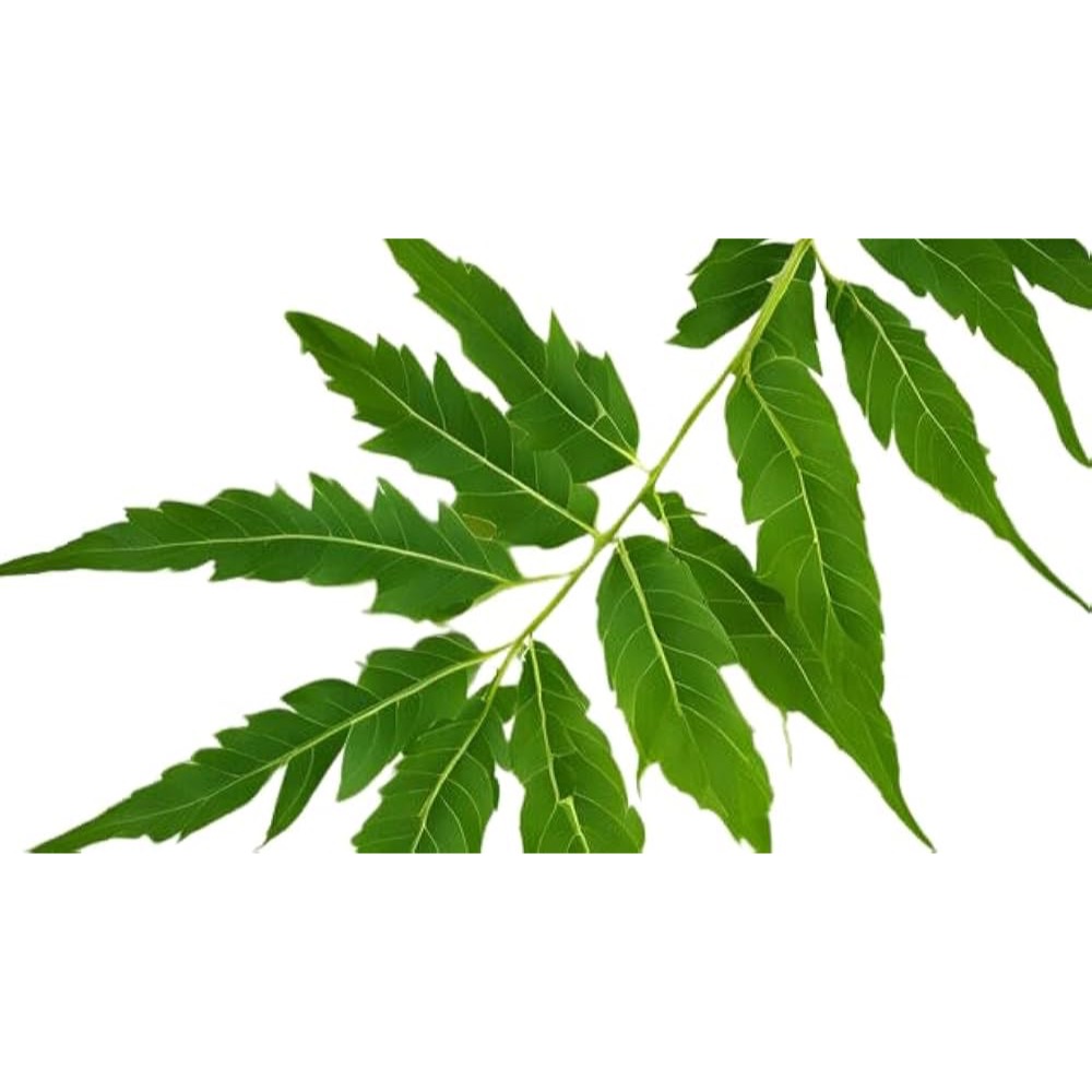 Daun segar pokok semambu /Fresh Neem leaves | Shopee Malaysia