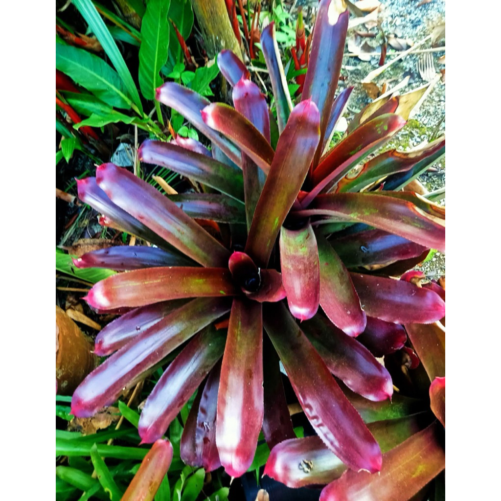 Bromeliad Thailand Aec.Cruenta Rubra red (Tahan panas) | Shopee Malaysia