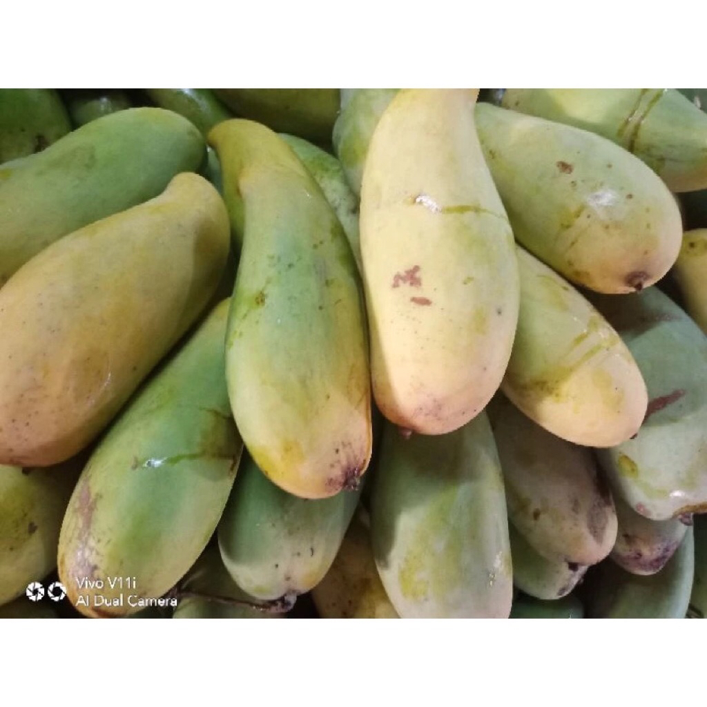 1KG MANGGA SIKU RAJA SEGAR MANIS PAUH SIKU | Shopee Malaysia