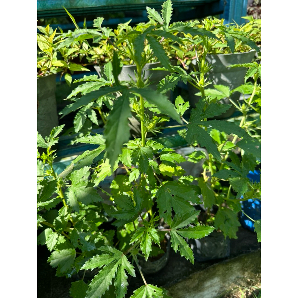 Anak Pokok Bunga Raya Cranberry saiz sedang dalam polybeg | Shopee Malaysia