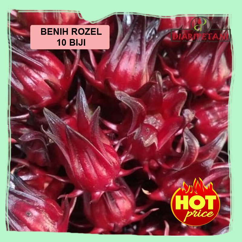(PROMOSI) 10 Biji Benih Rozel /Roselle /Rebina Malaysia | Shopee Malaysia