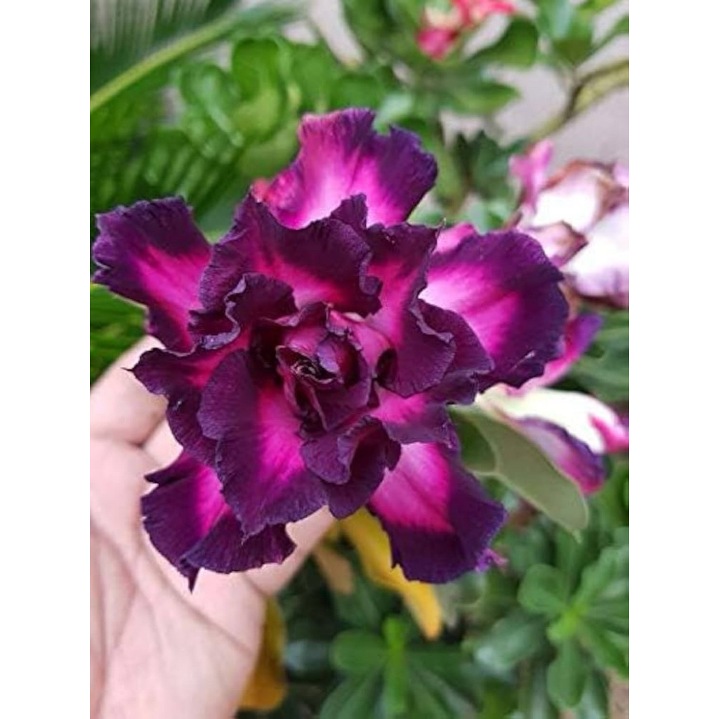 Keratan pokok bunga Kemboja Adenium / 1 cutting stem untuk ditanam ...