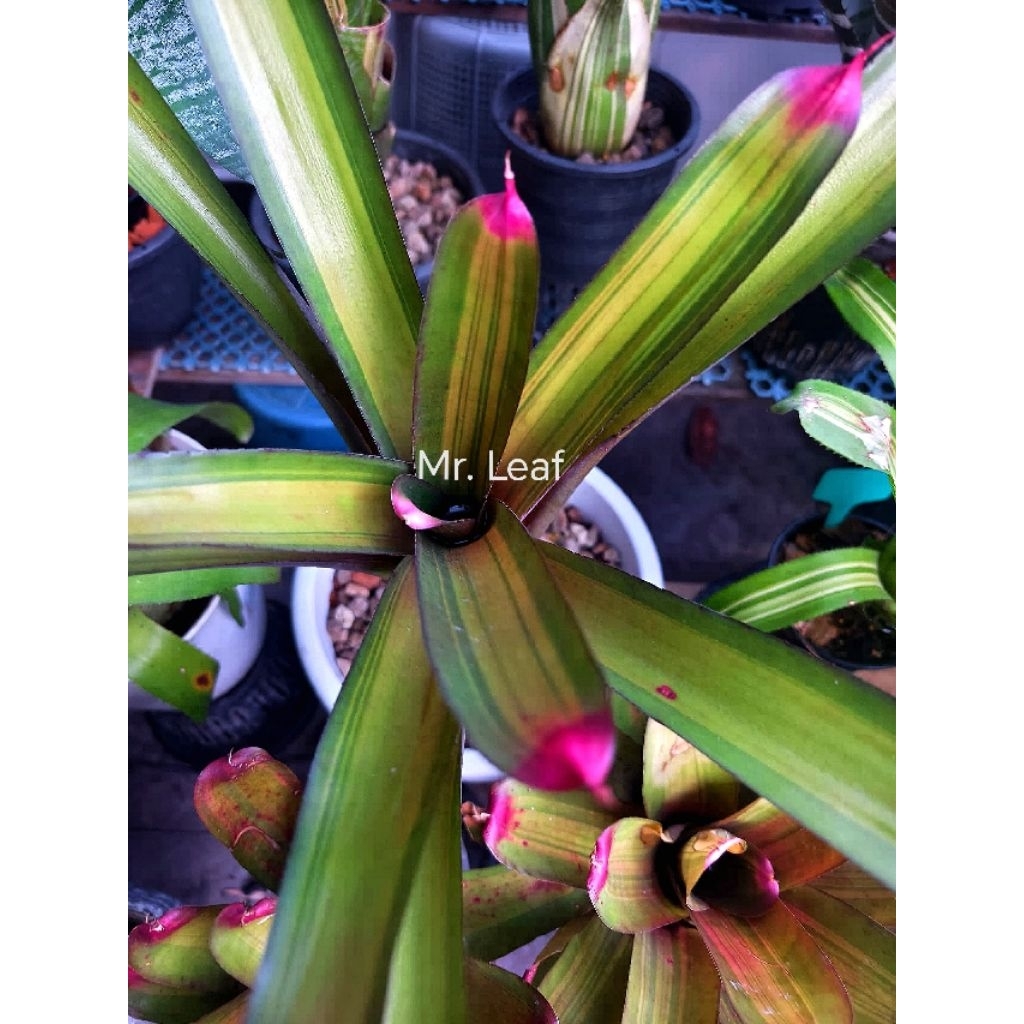 Bromeliad Neoregelia Spectabilis Variegated (Jaffa) | Shopee Malaysia