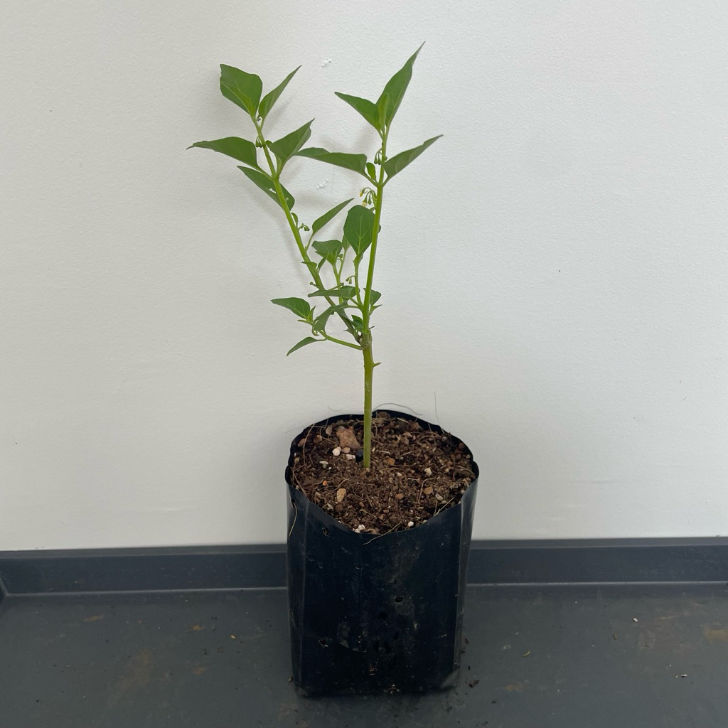 Pokok Sayur Meranti/ Black Nightshade Dalam Polybeg | Shopee Malaysia