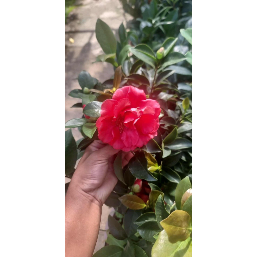 Pokok bunga camelia merah | Shopee Malaysia