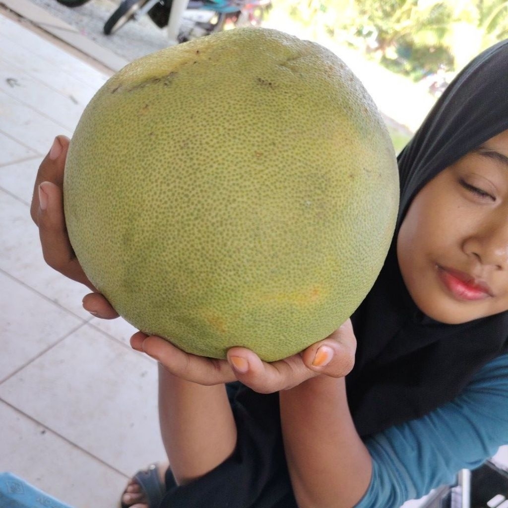 Limau Bali Kampung Manis masam Isi putih pink /kuning 800g hingga 1kg ...