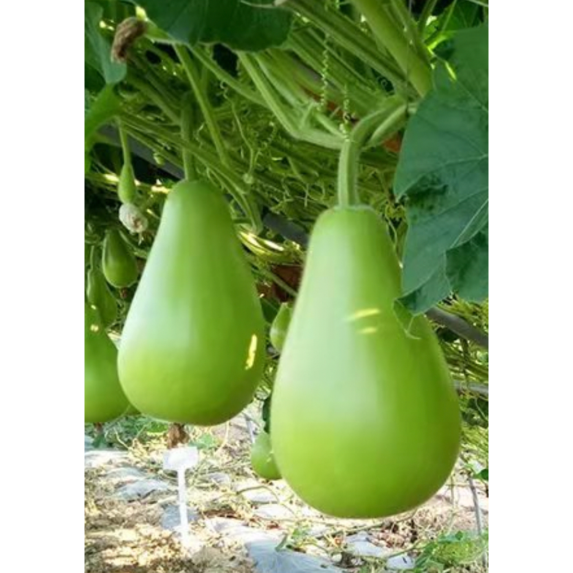 Biji Benih Labu Sayong Bulb F1 Hybrid Round Gourd Seed - 5 Seed ...