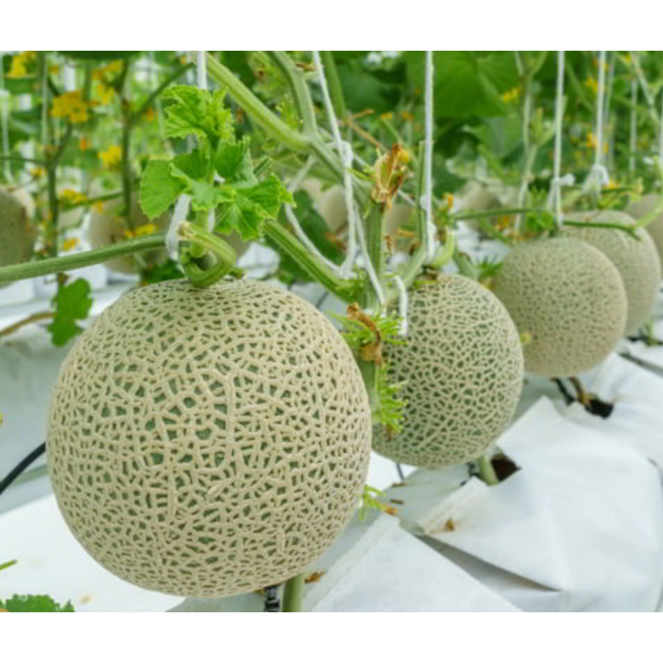 Biji Benih Tembikai Susu Manis Jepun Japan F1 Hybrid Netted Japanese ...