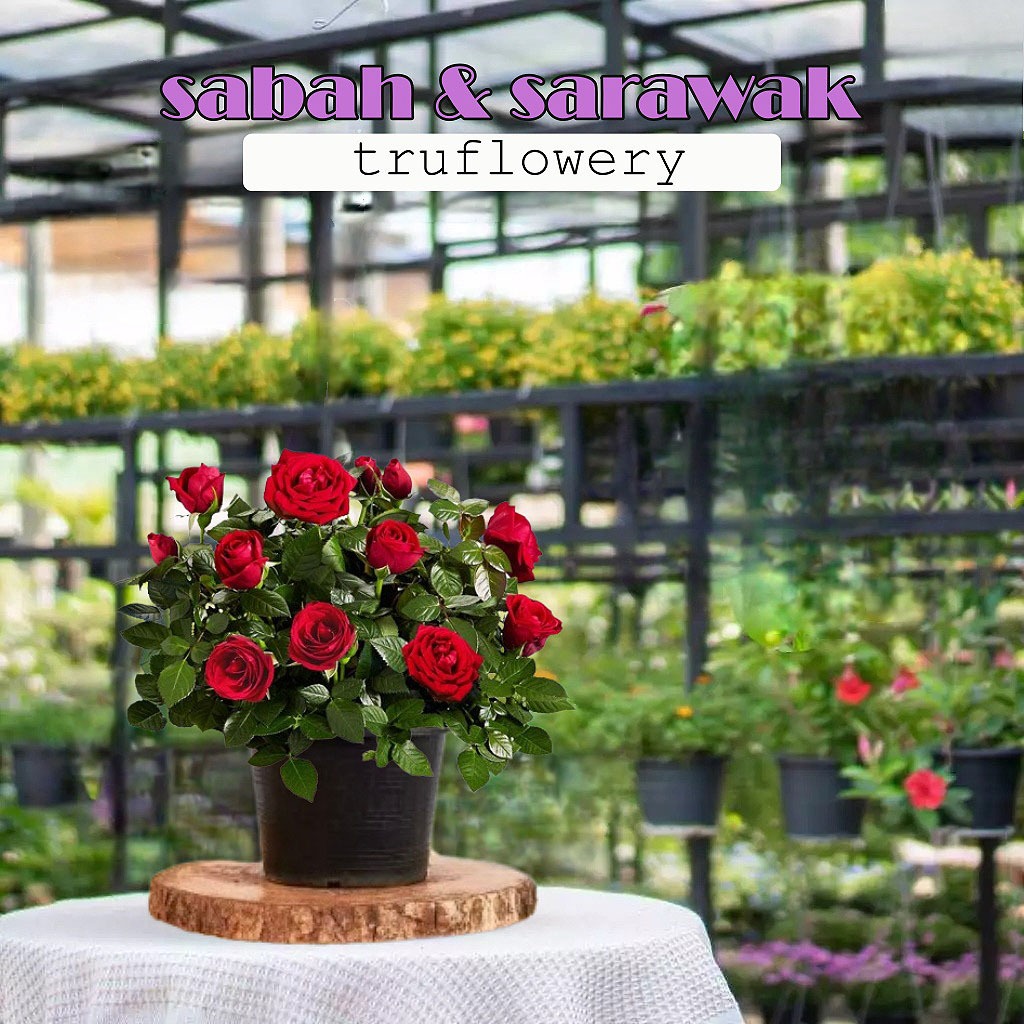 Anak Pokok Bunga Ros/Rose Plant/Pokok Bunga Rose Hidup [ truflowery ...
