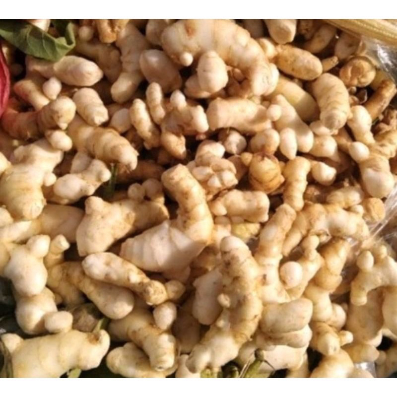500G UBI TEMU | TEMU PAUH | TEMULAWAK FRESH / UBI RIZOM TEMU MANGGA ...