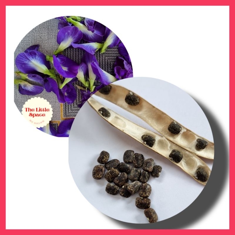 Biji Benih Bunga Telang | Butterfly Pea Flower Seed | Biji Bunga Nasi ...