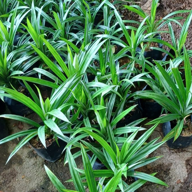 Pokok Pandan/Pandan Plant | Shopee Malaysia