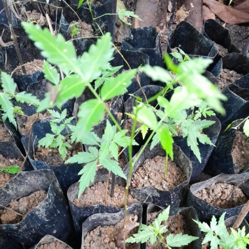Anak pokok semambu [Neem]herba untuk perubatan dan hiasan hijau ...