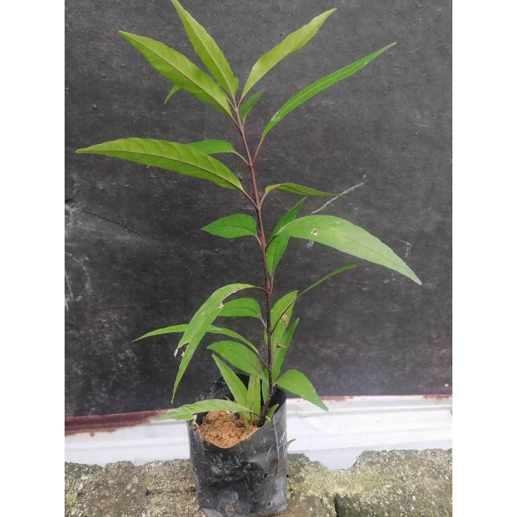 Pokok Gandarusa Hitam tinggi 45-55cm stabil, dlm polybag (pokok herba ...