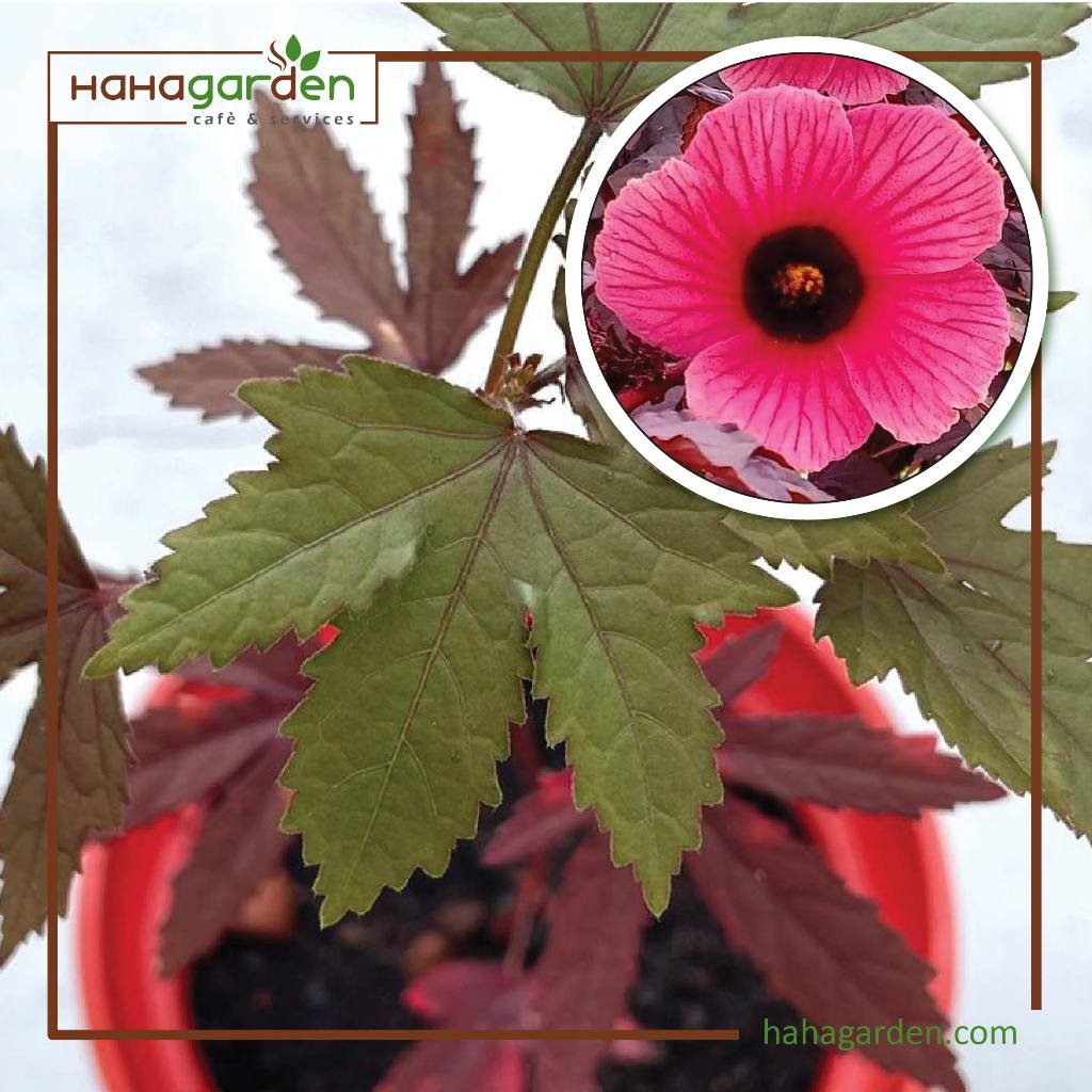 Anak Pokok Bunga Maple/ Cranberry Hibiscus/ Hibiscus Acetosella (LIVE ...