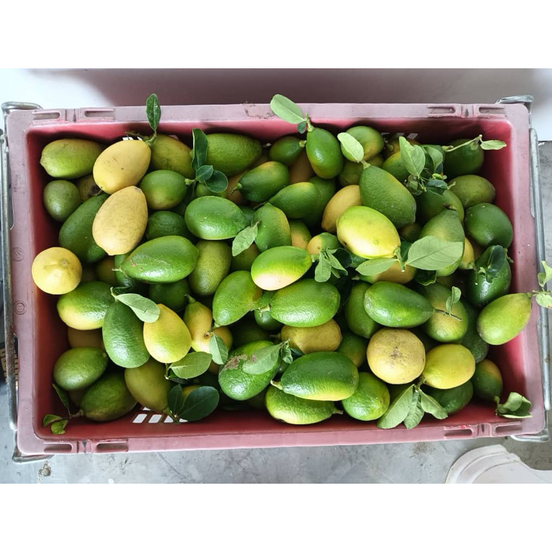 香水柠檬 无籽柠檬 手打柠檬 fragrant lemon Grade B（1KG） | Shopee Malaysia